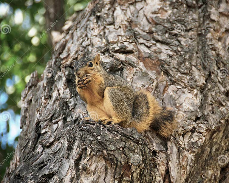 Fox Squirrel in Tree Chewing on a Nut Stock Image - Image of chipmunk ...