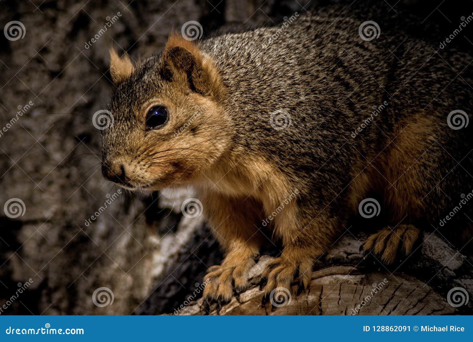 Fox squirrel in tree stock image. Image of small, close - 128862091