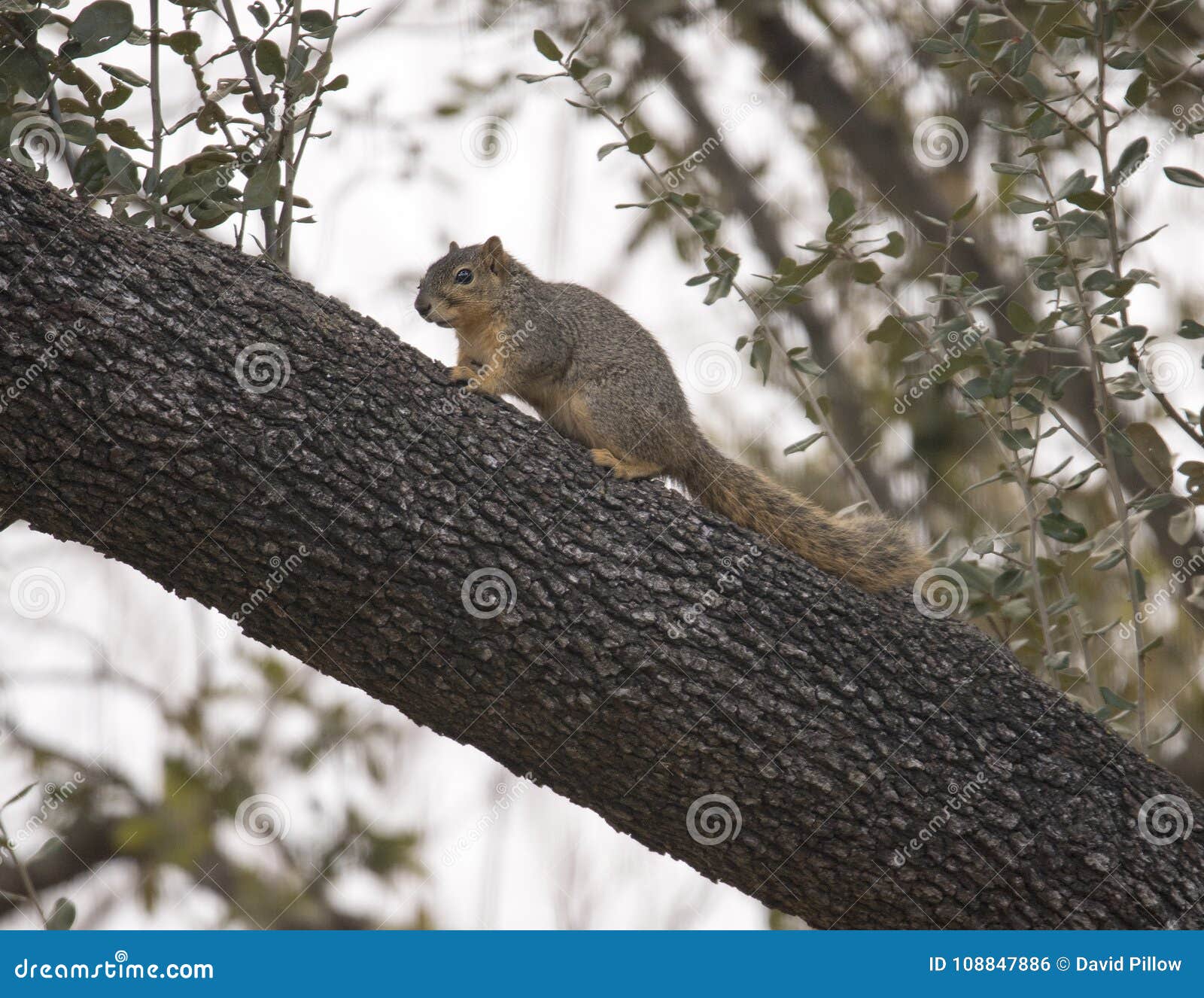 Fox Squirrel in a Tree in Dallas, Texas Stock Photo - Image of family ...
