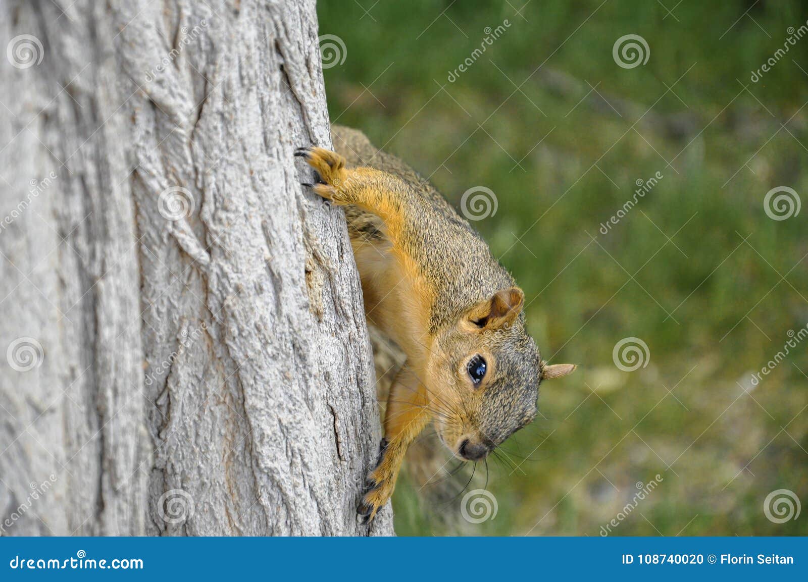 Fox Squirrel on Tree Trunck Looking at Camera Stock Photo - Image of ...