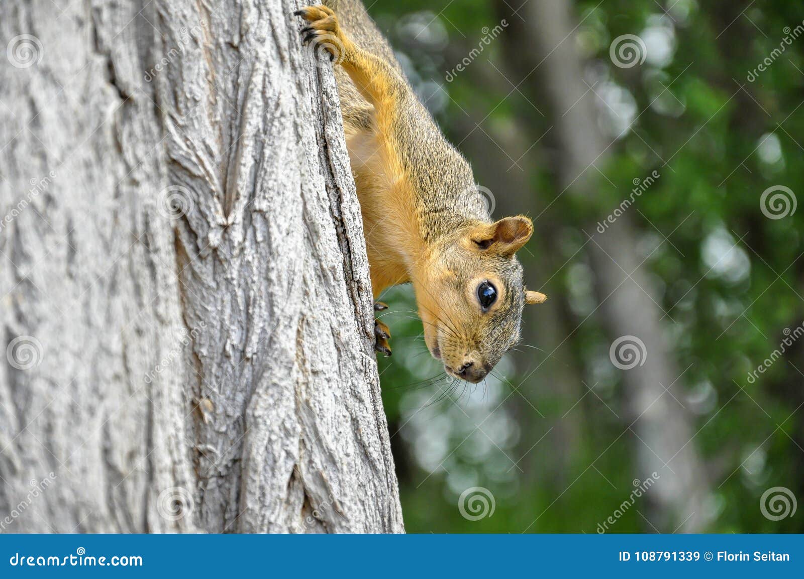 Fox Squirrel on Tree Trunk Climbing Down Stock Image - Image of brown ...