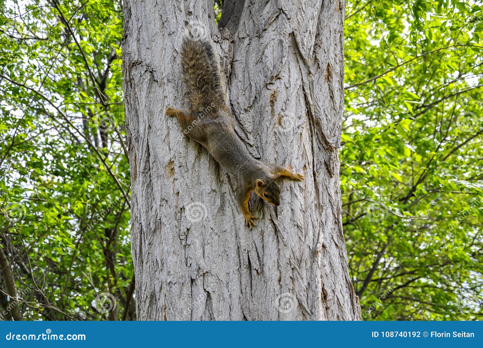 Fox Squirrel on Tree Trunck Climbing Down Stock Photo - Image of hair ...