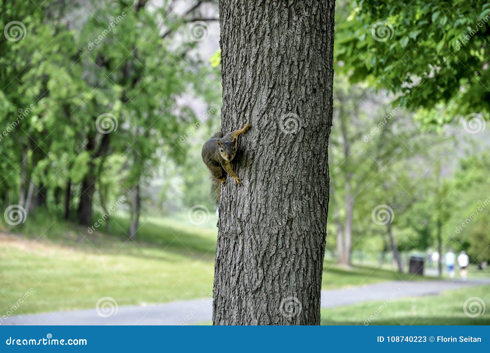 Fox Squirrel on Tree Trunk Looking at Camera Stock Image - Image of ...