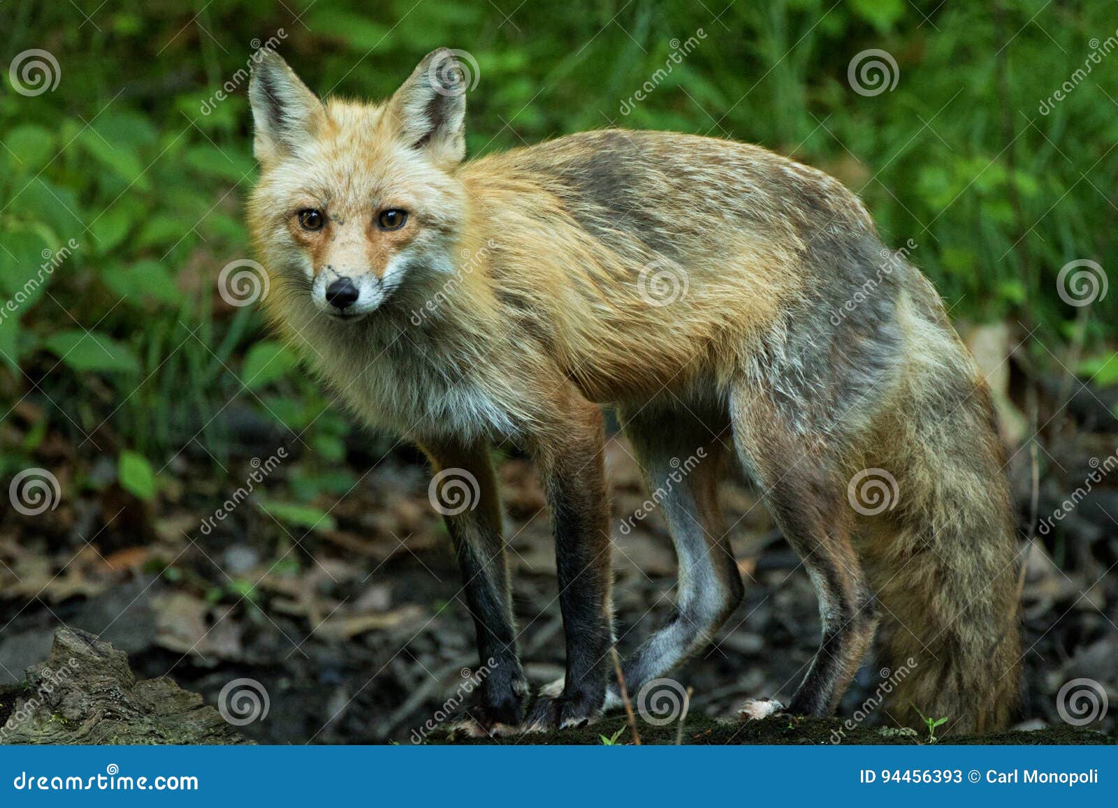 Fox Stalking stock image. Image of animal, wild, hunt - 94456393