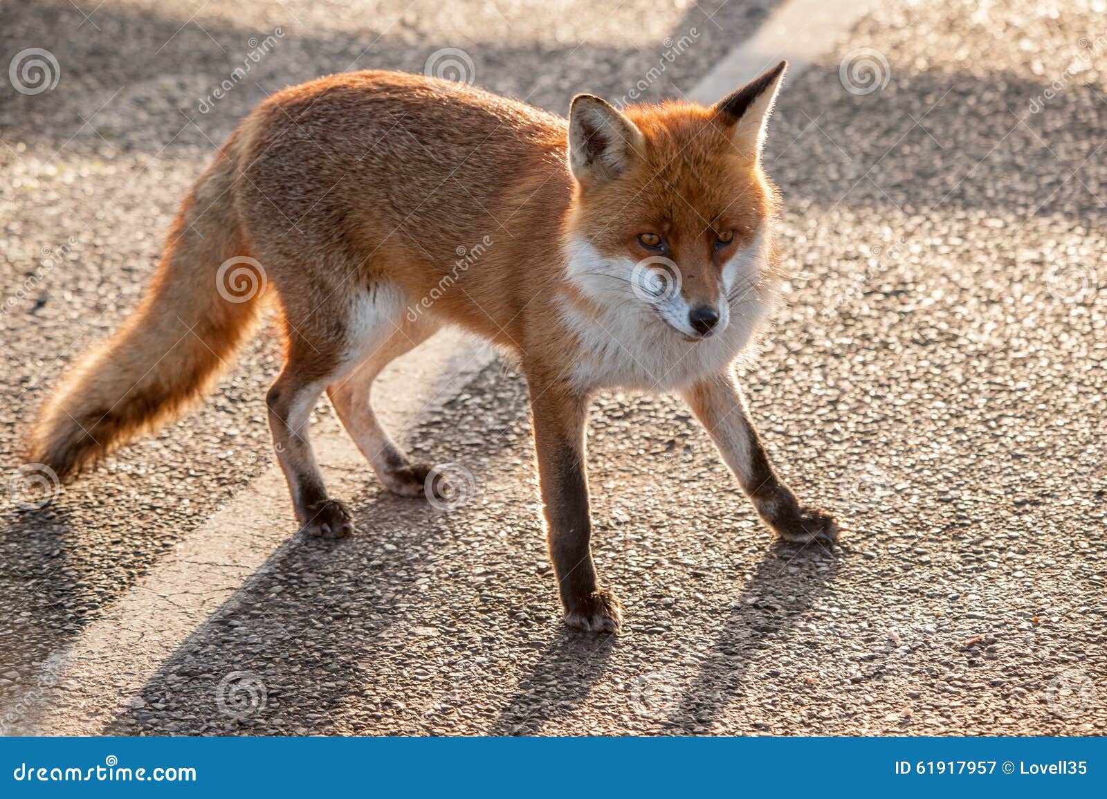 Fox standing on line stock image. Image of shadow, diverse - 61917957