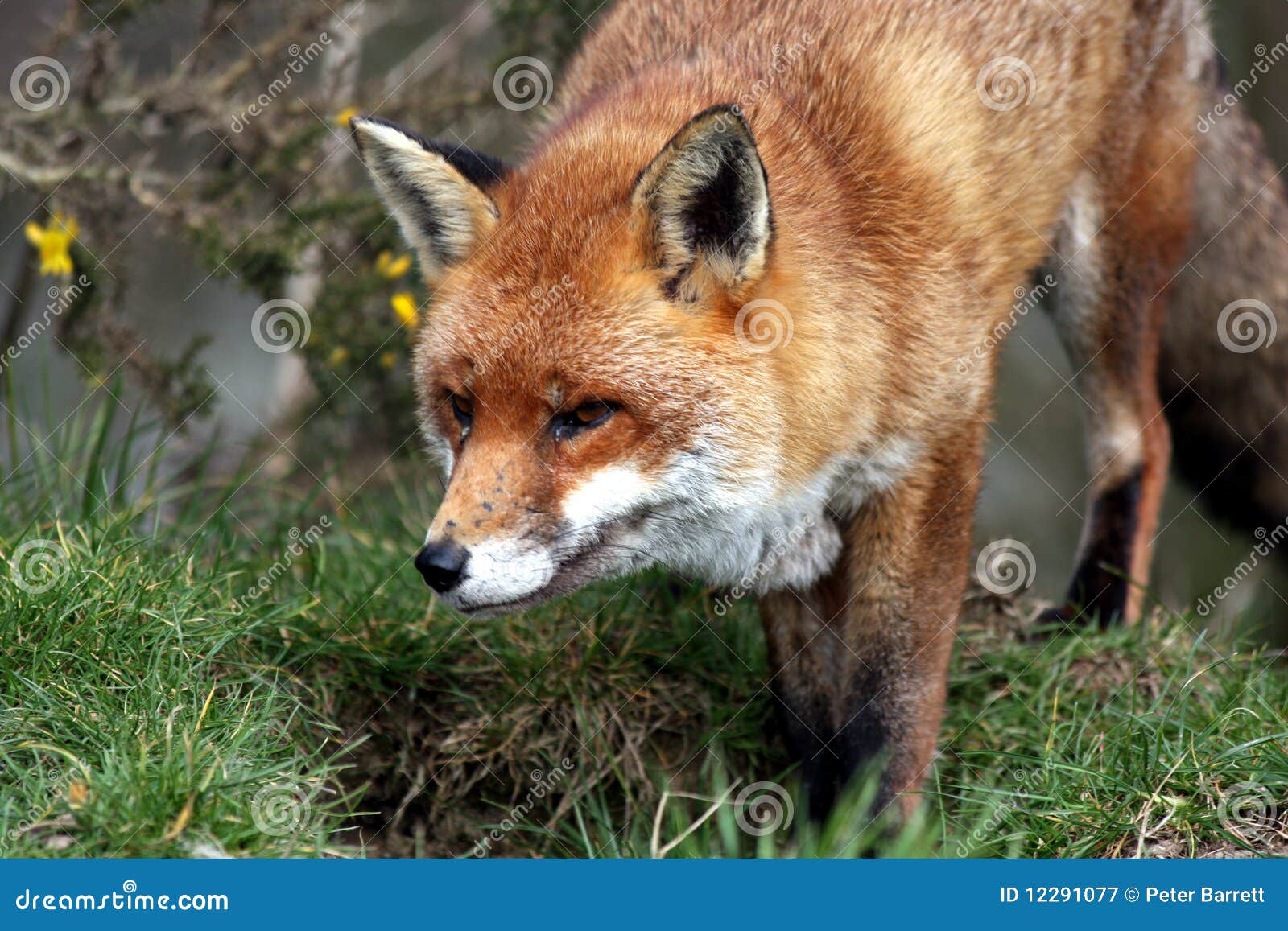 Fox Stare stock image. Image of coat, grass, sneak, ears - 12291077
