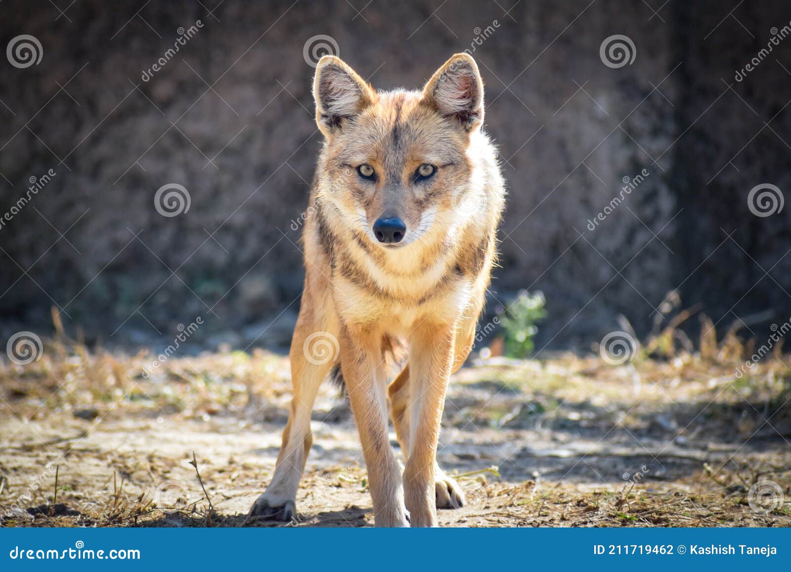 Fox staring at the camera stock photo. Image of staring - 211719462
