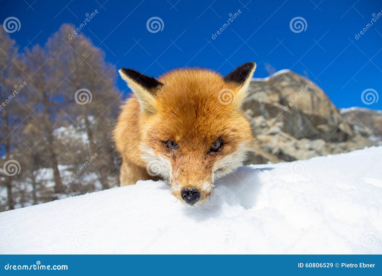 Fox staring at the camera stock image. Image of paradiso - 60806529