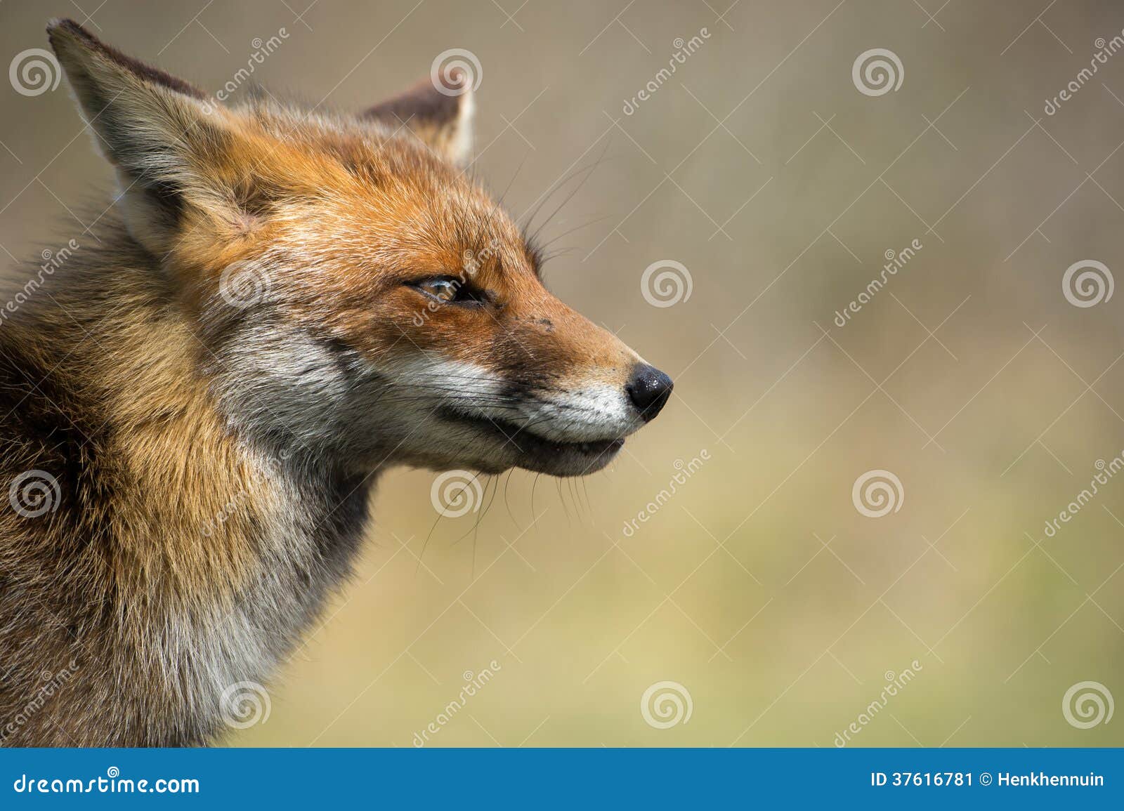 Fox Staring in the Distance Stock Image - Image of beauty, mammal: 37616781