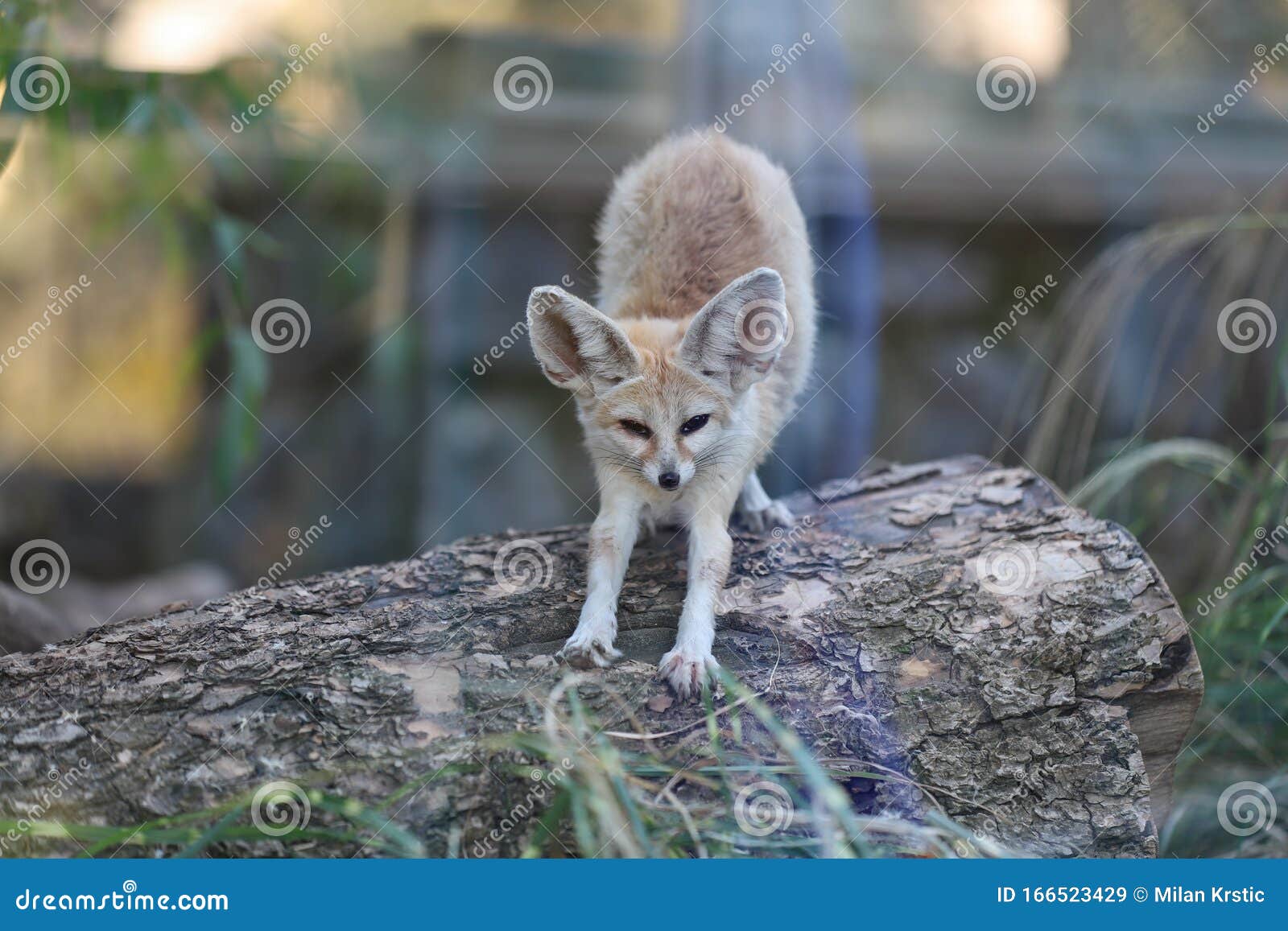 Streching Fox Stock Photos - Free & Royalty-Free Stock Photos from ...