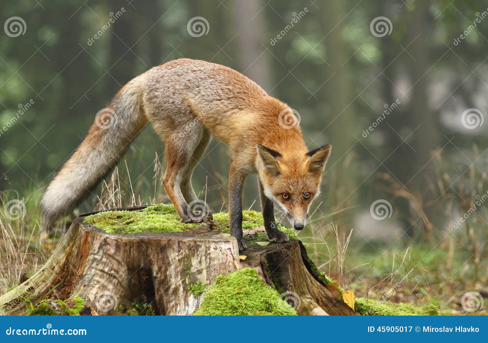 Fox on stump stock image. Image of vulpes, smart, snout - 45905017