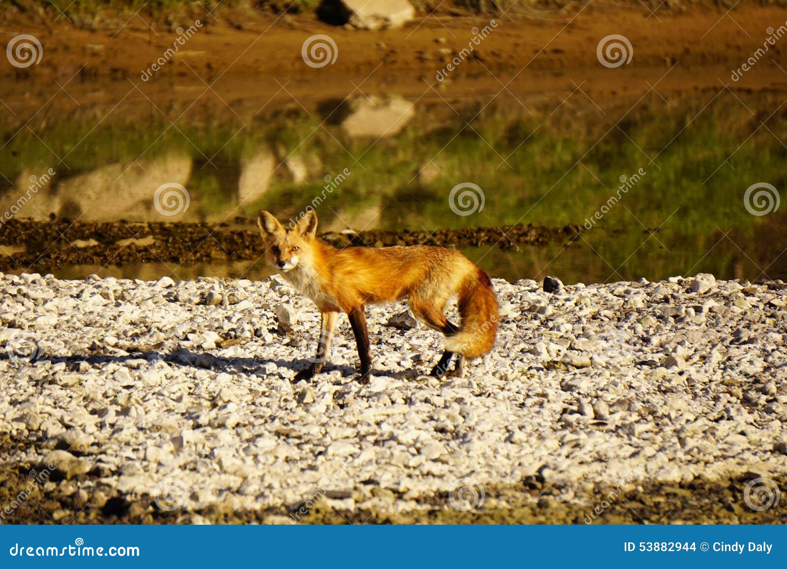 Fox in the sun stock photo. Image of standing, nature - 53882944