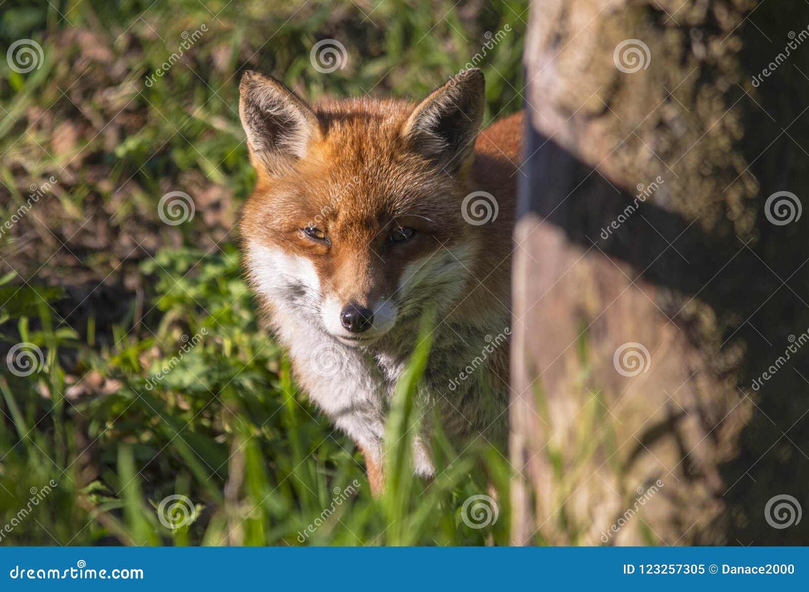 Fox in the sun stock image. Image of beauty, cute, caught - 123257305