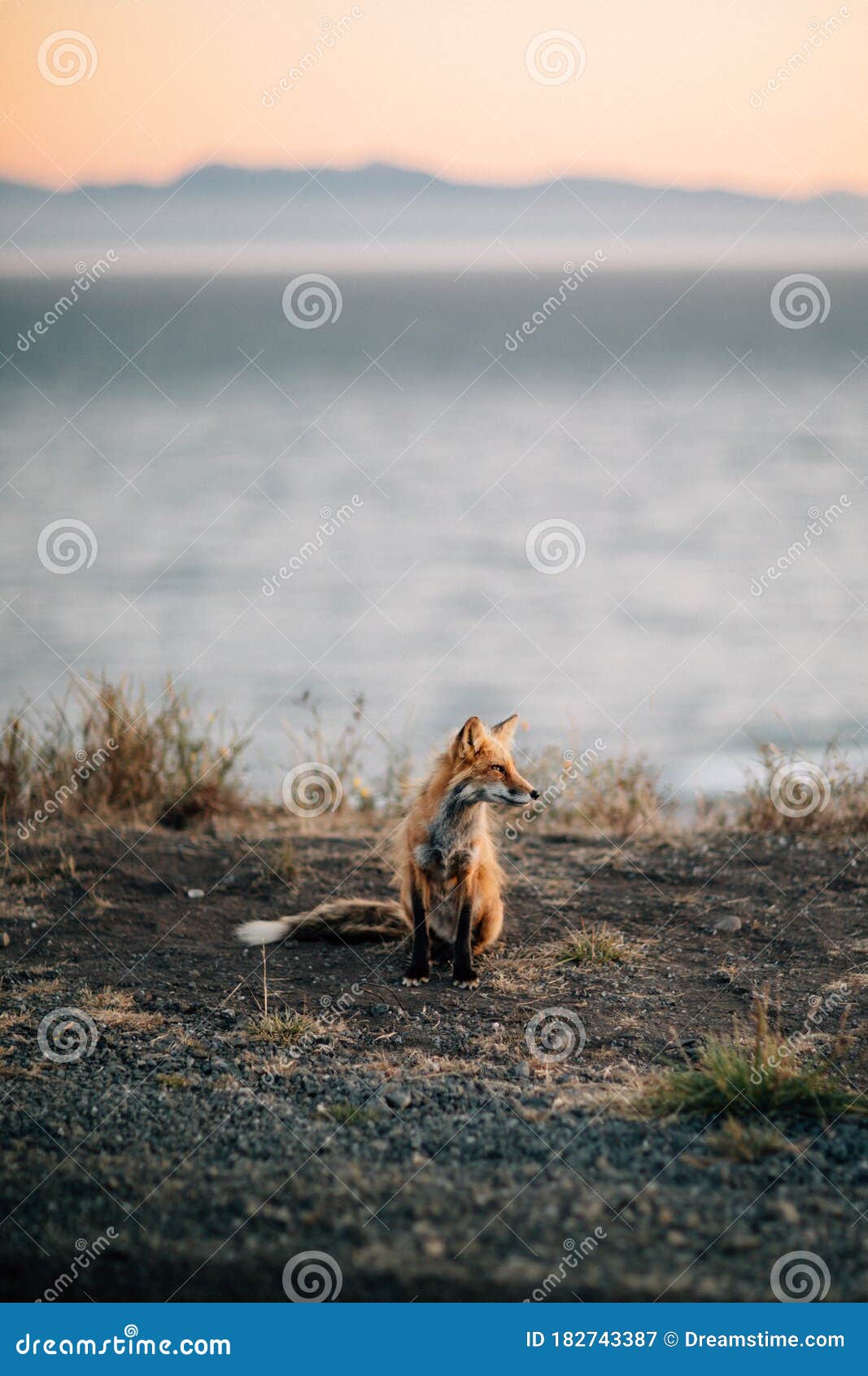 Fox at Sunset stock image. Image of washington, wildlife - 182743387