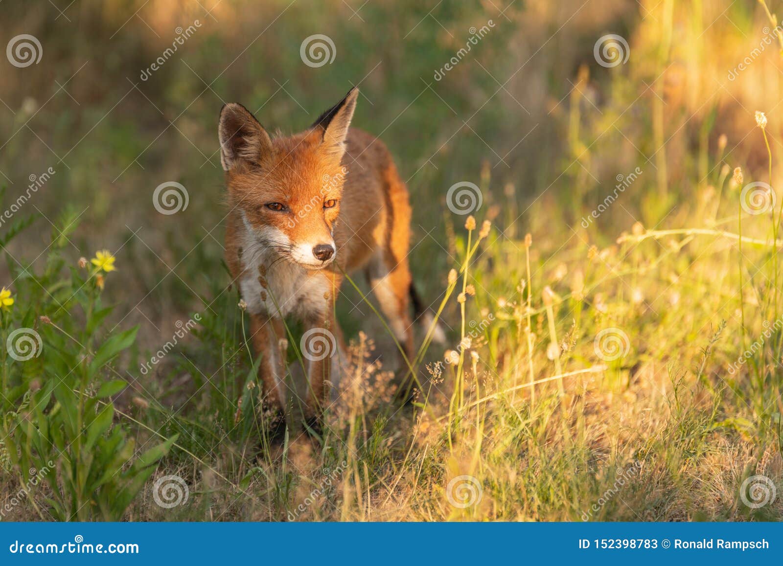 A fox in the sunset stock image. Image of light, germany - 152398783