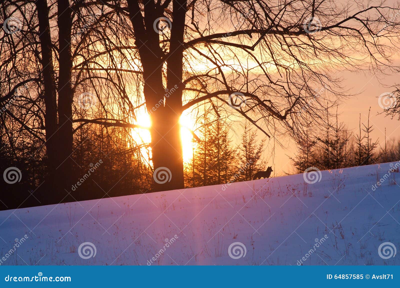 Fox and sunset stock image. Image of season, frost, nature - 64857585