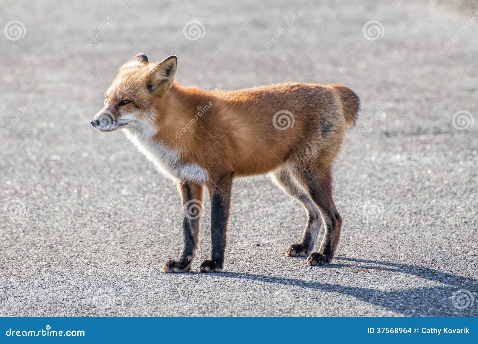 Fox without a Tail stock photo. Image of nature, creature - 37568964