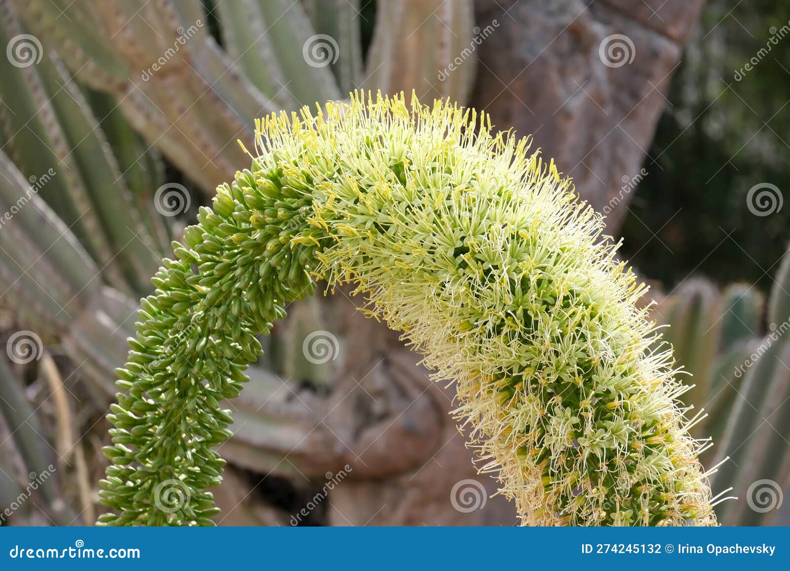Fox Tail Agave (lat. - Agave Attenuata Stock Photo - Image of ...