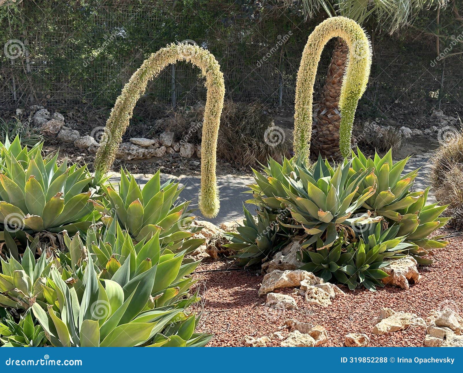 Fox Tail Agave (lat. - Agave Attenuata Stock Photo - Image of closeup ...