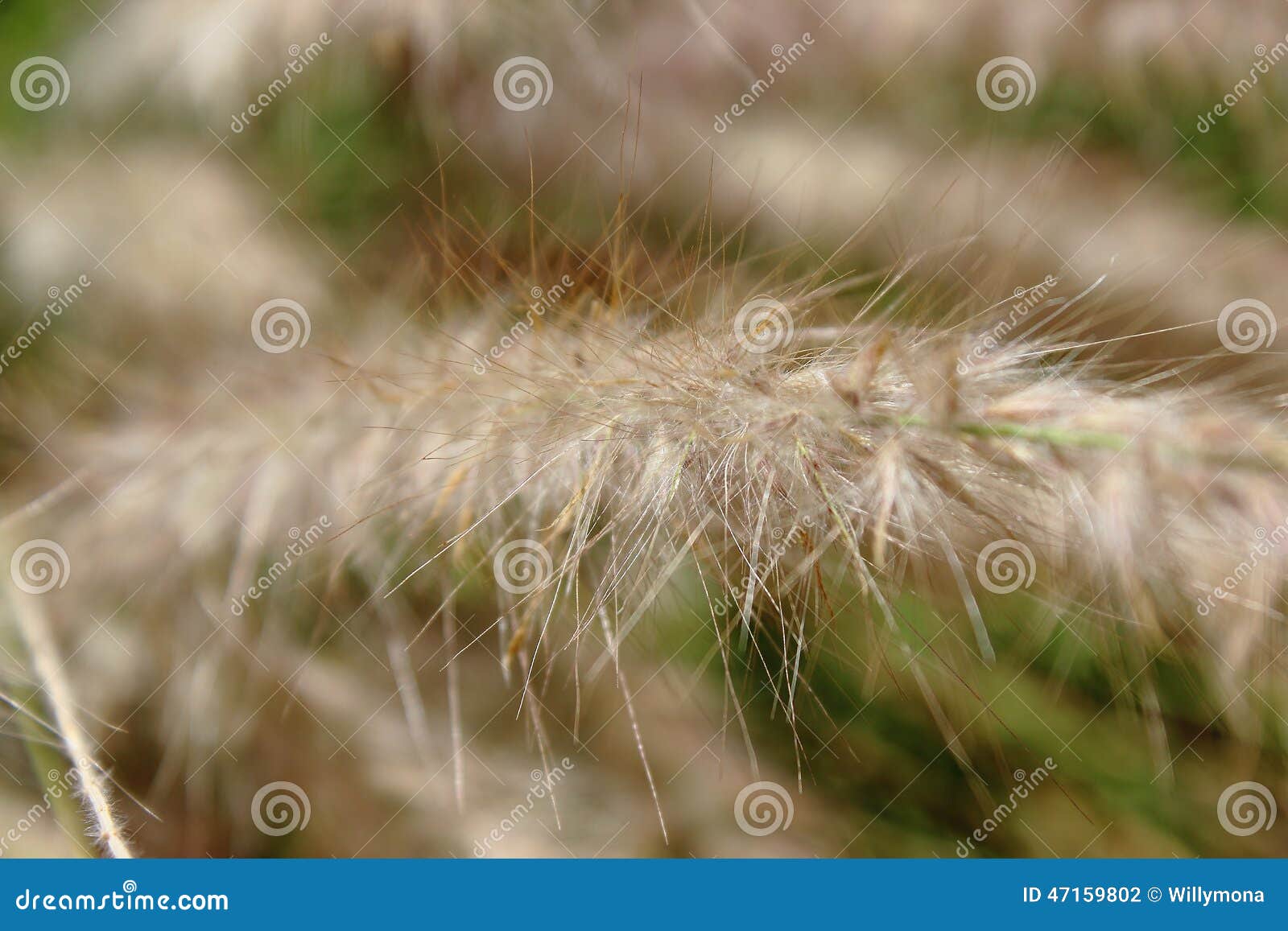 Fox tail flower stock photo. Image of flora, flower, tail - 47159802