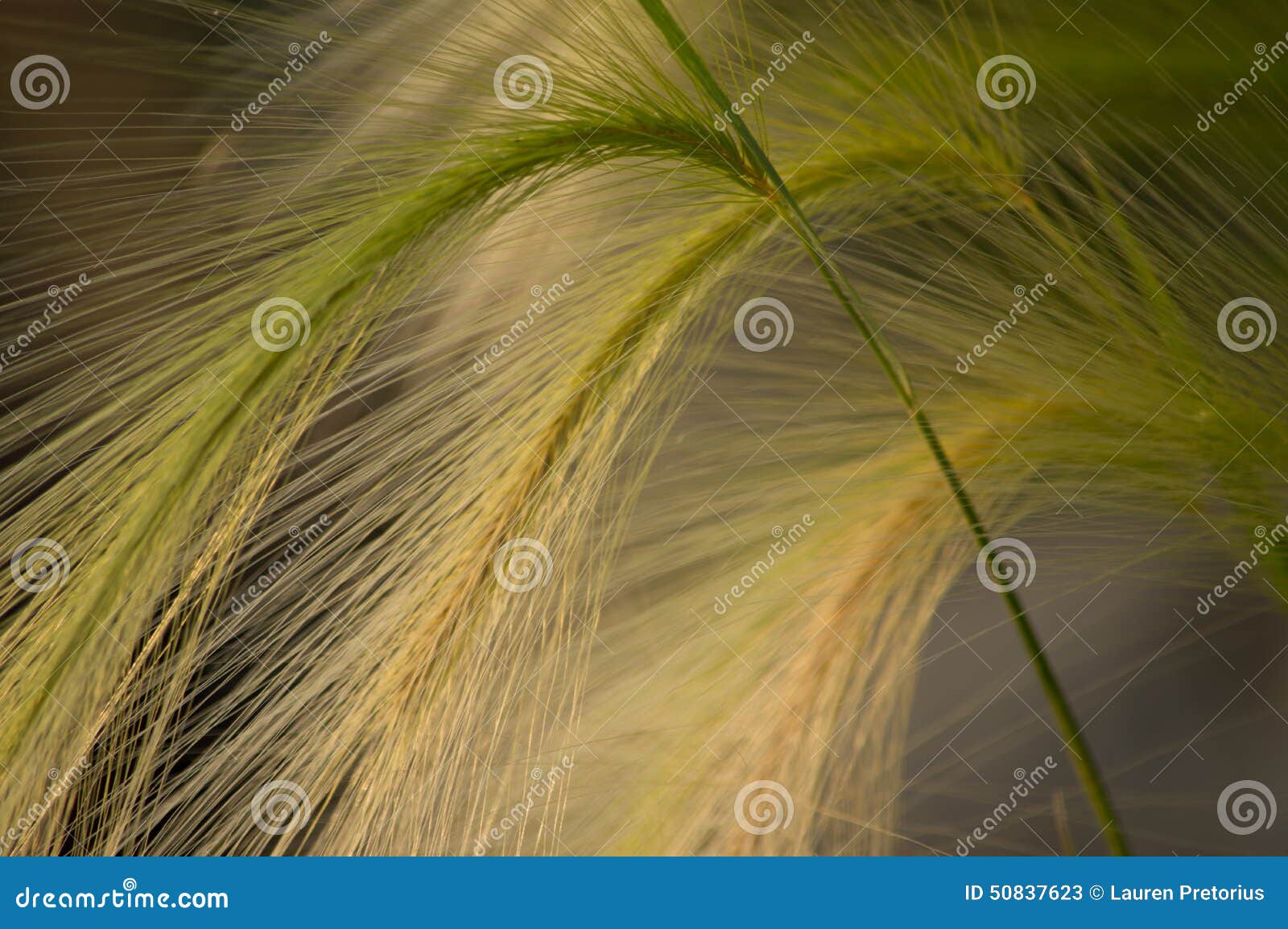 Fox Wheat Stock Photos - Free & Royalty-Free Stock Photos from Dreamstime