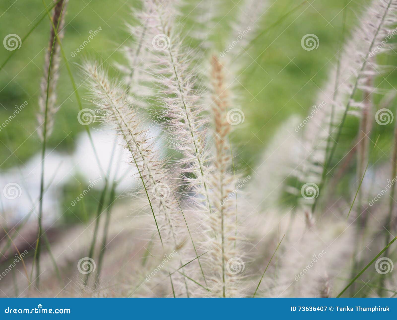 Fox tails stock image. Image of leaf, healthy, color - 73636407