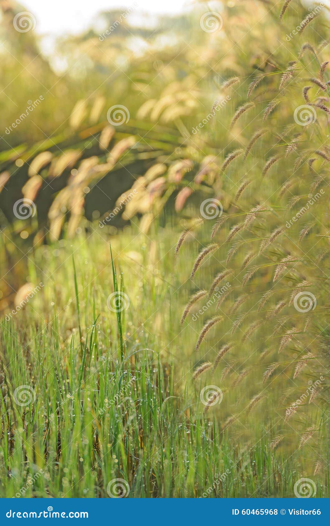 Fox tails grass stock photo. Image of outdoor, environment - 60465968