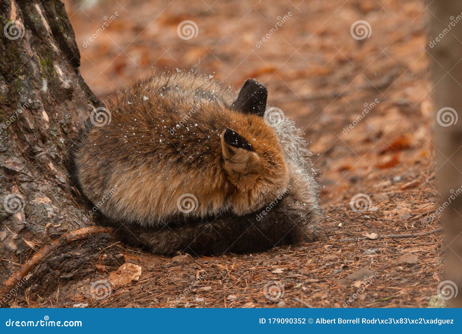Fox taking a nap stock photo. Image of sleepy, sleep - 179090352