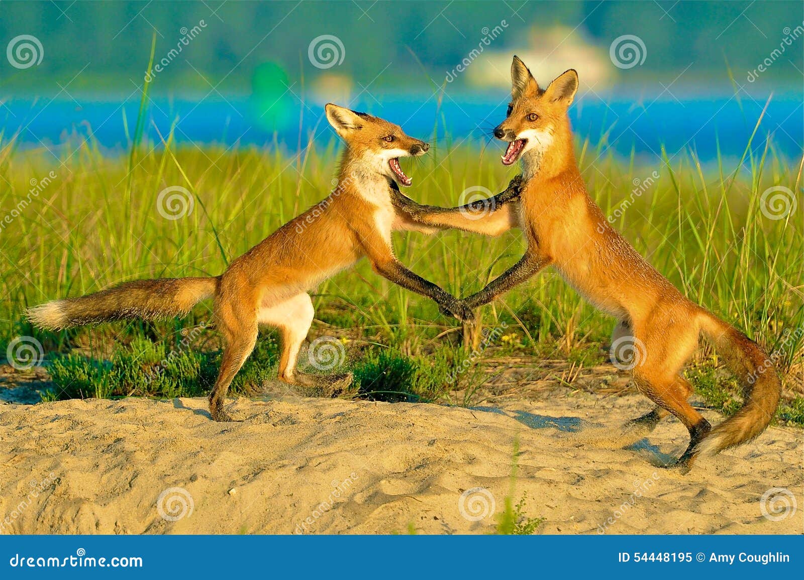 Fox Tango on Cape Cod Canal Stock Image - Image of foxes, look: 54448195
