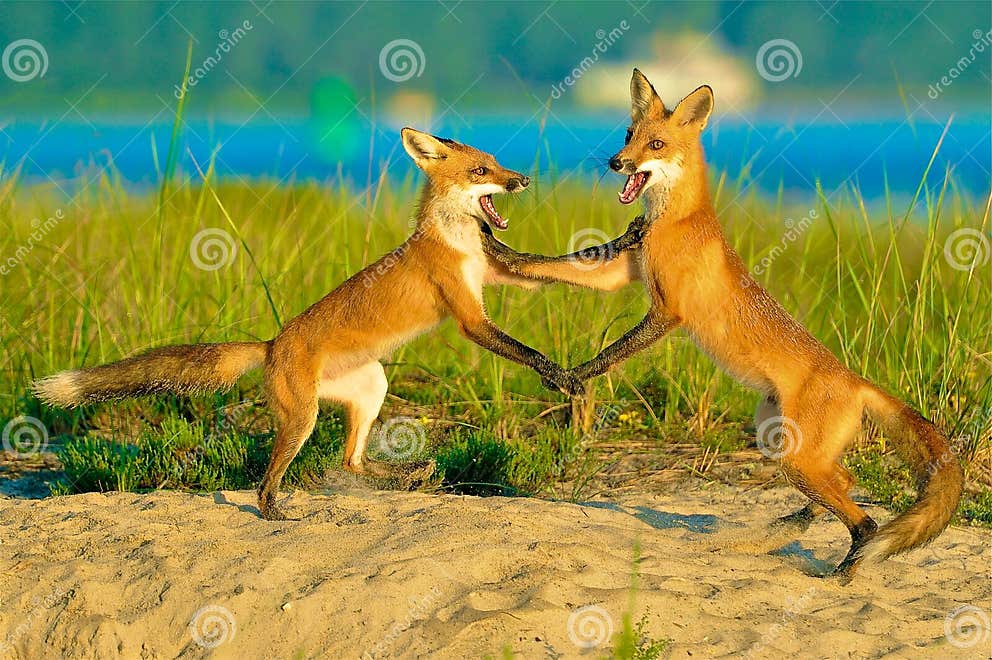 Fox Tango on Cape Cod Canal Stock Image - Image of foxes, look: 54448195