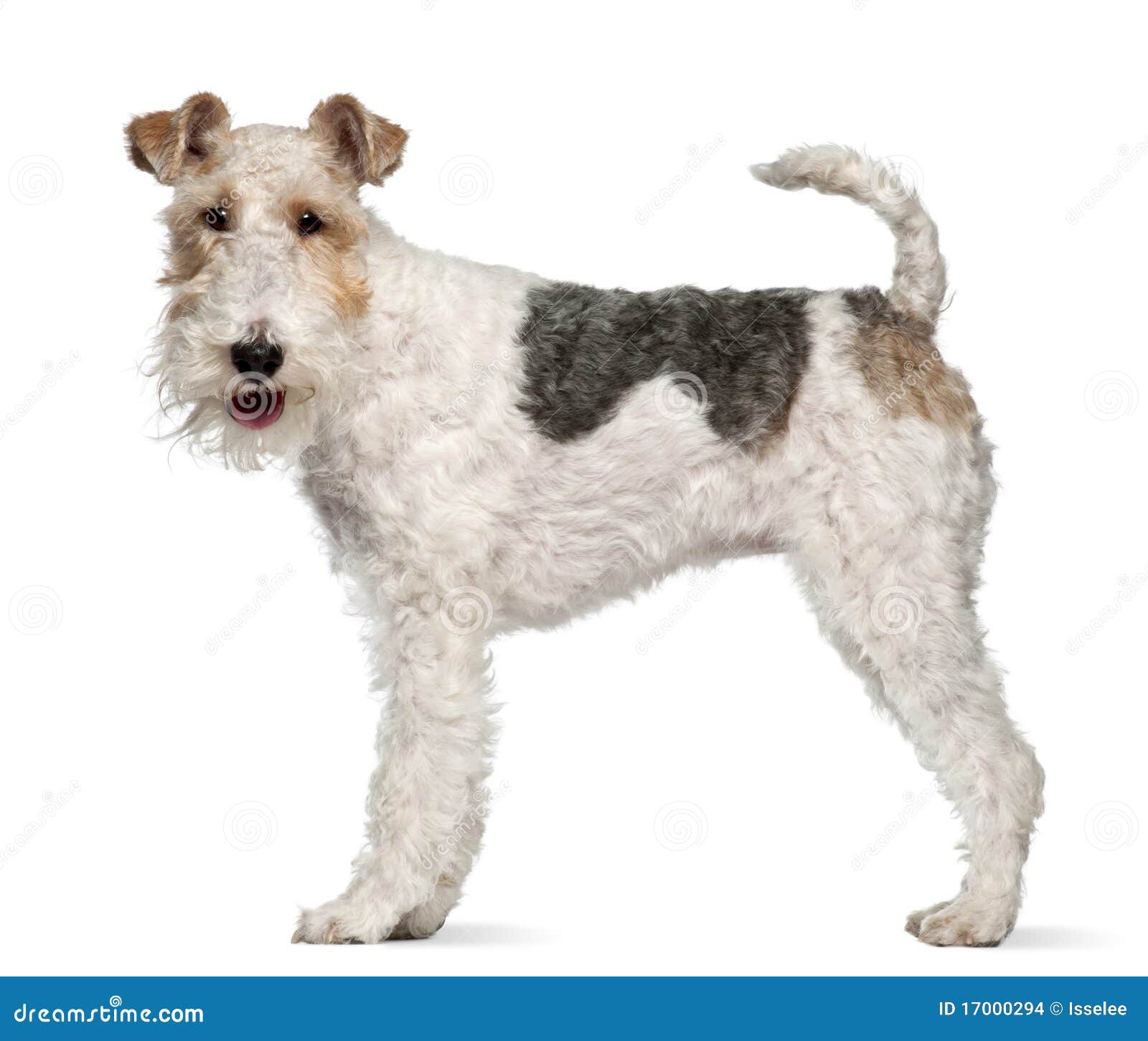 Fox Terrier, 1 Year Old, Standing Stock Photo - Image of grey, portrait ...