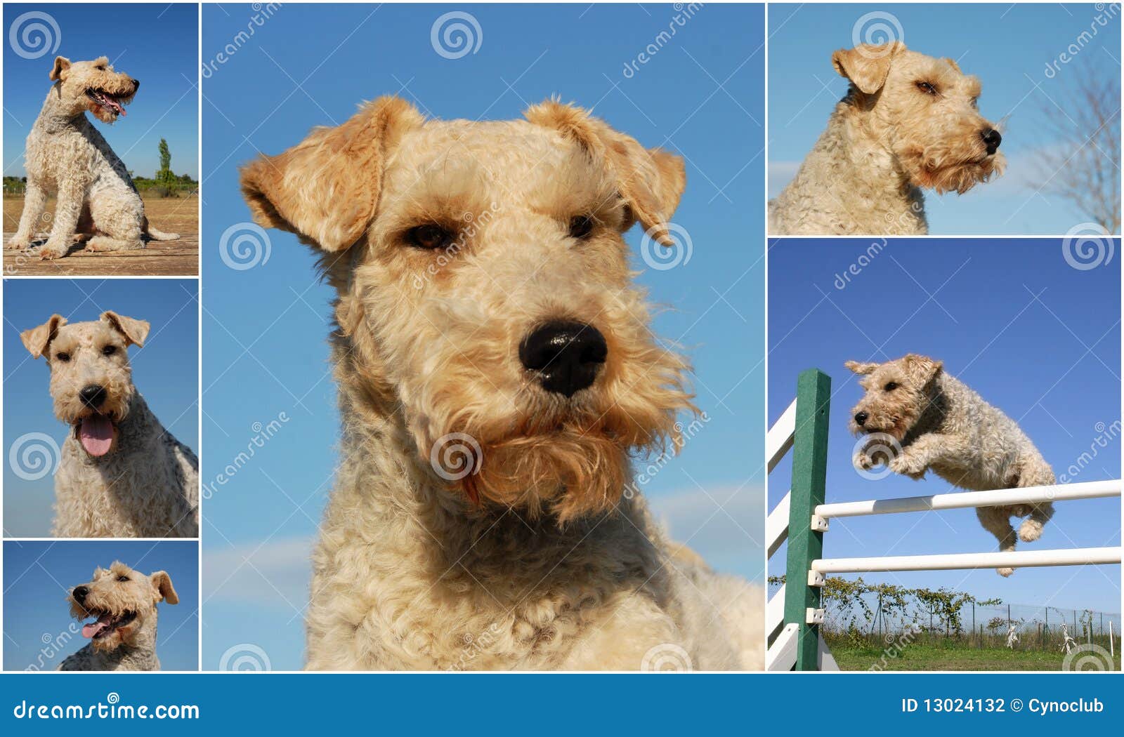 Fox terrier stock photo. Image of pedigree, animal, blue - 13024132