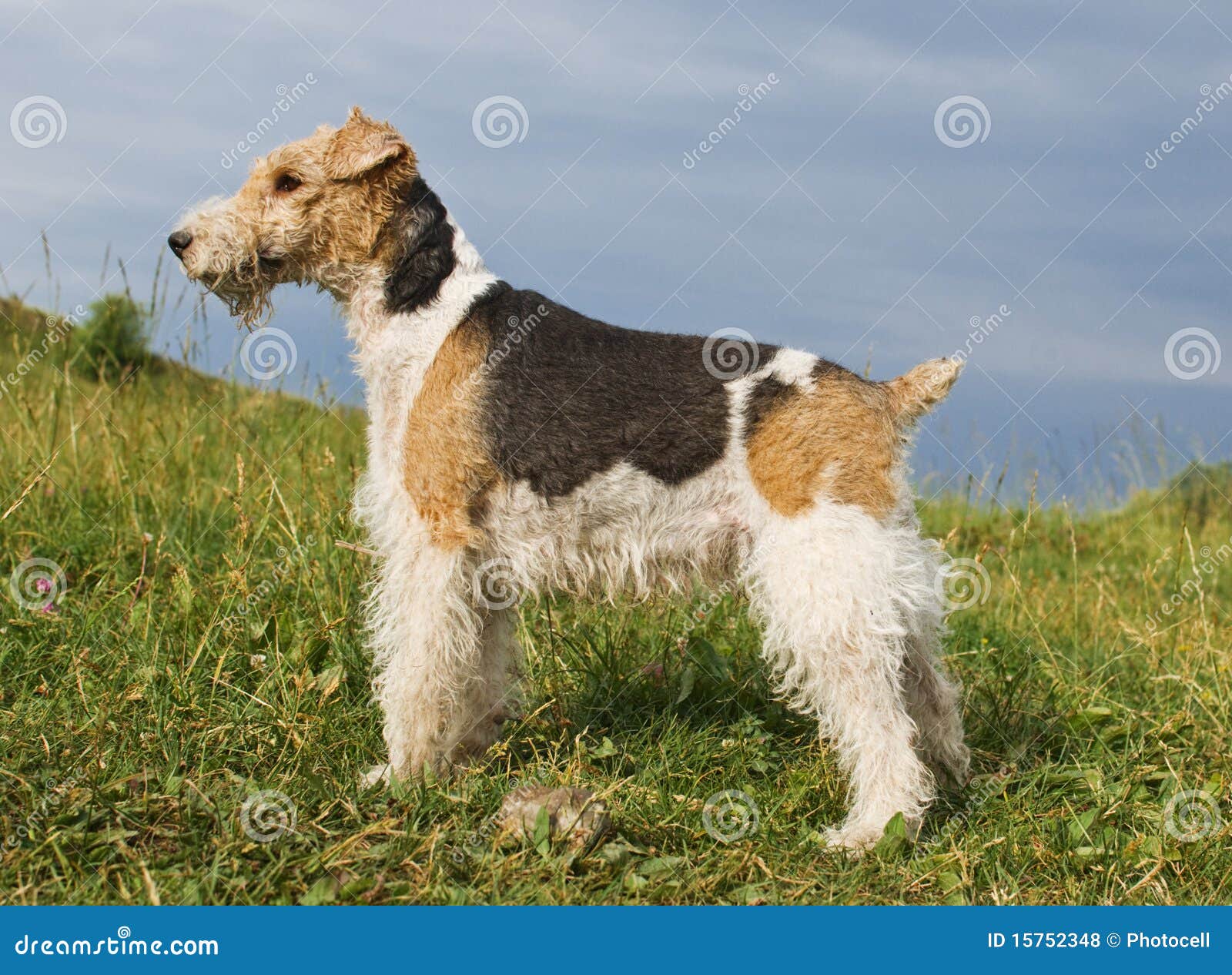 128 Lit Fox Stock Photos - Free & Royalty-Free Stock Photos from Dreamstime