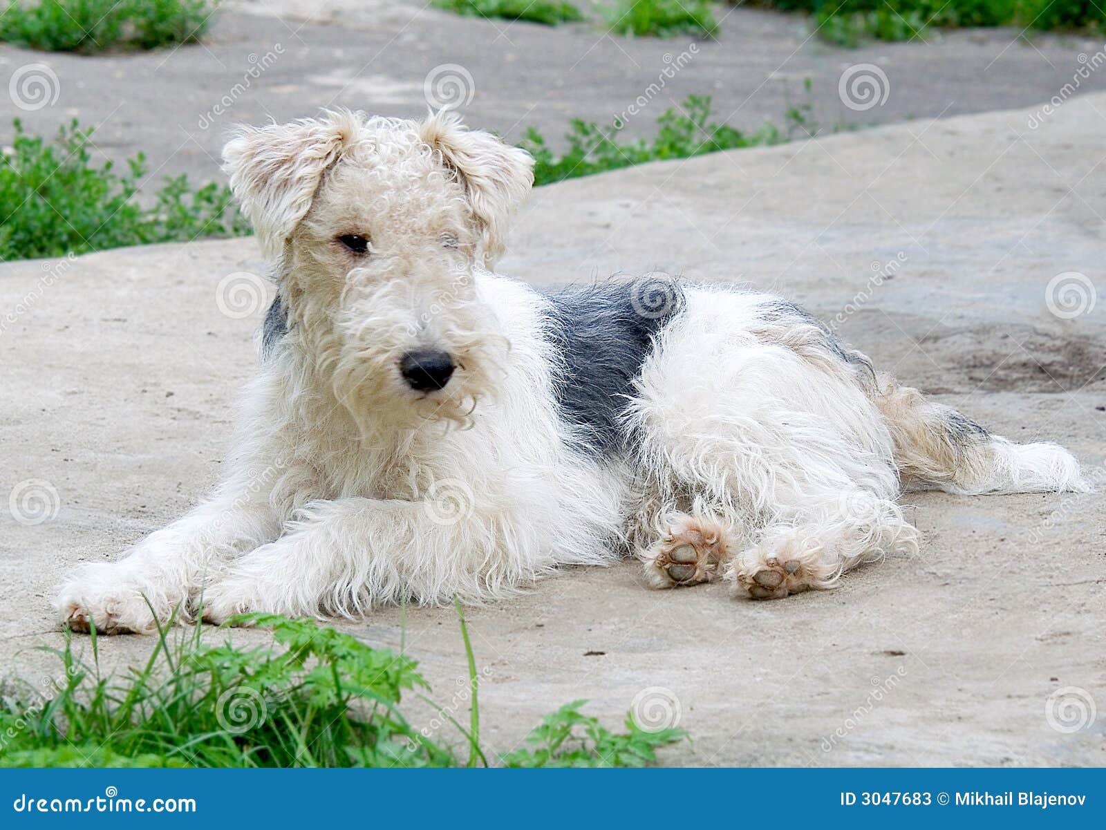 Fox terrier 3 stock image. Image of tear, bred, friend - 3047683