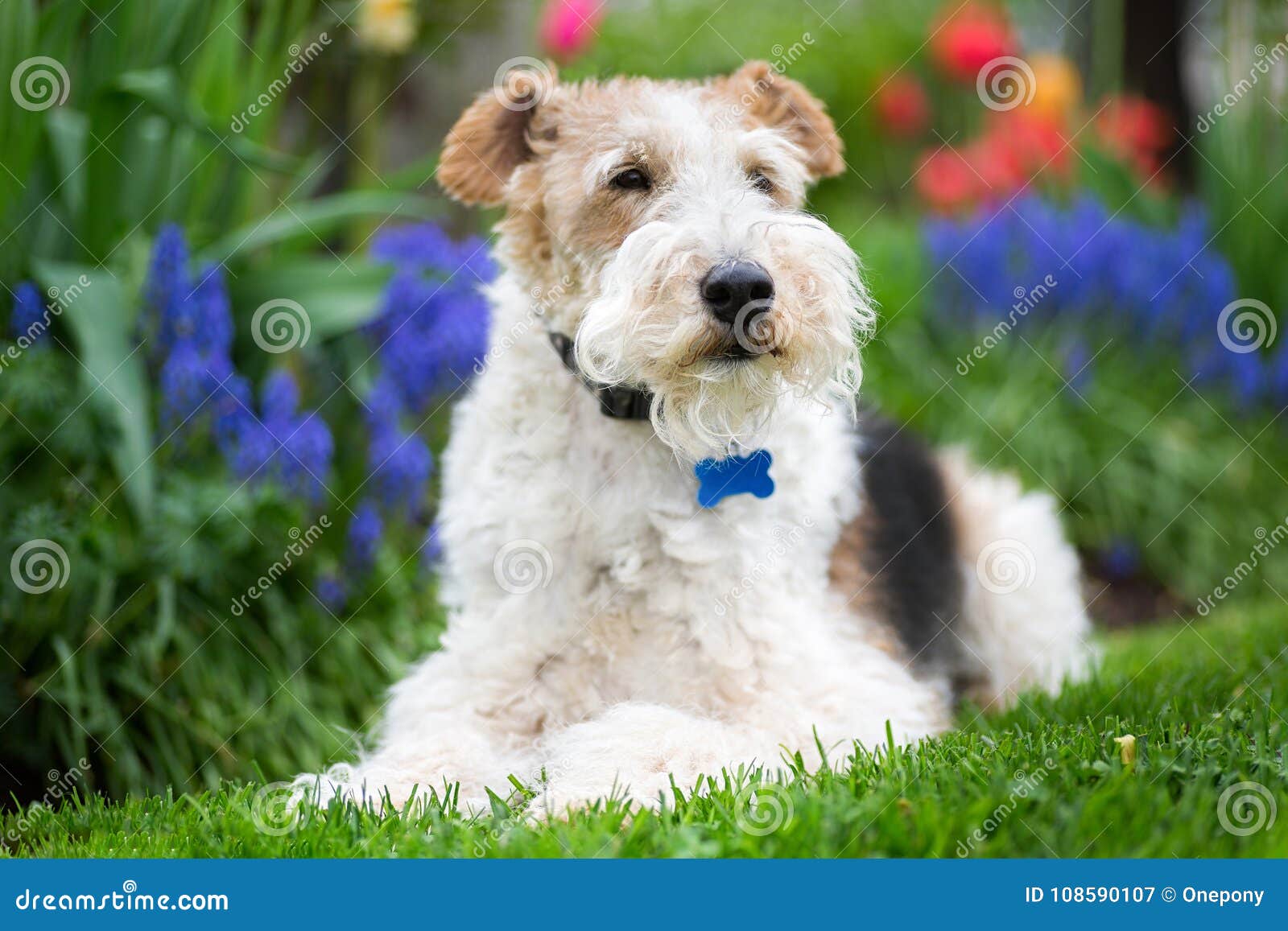 Fox Terrier Do Fio No Jardim Imagem de Stock - Imagem de sazonal, mola: 108590107