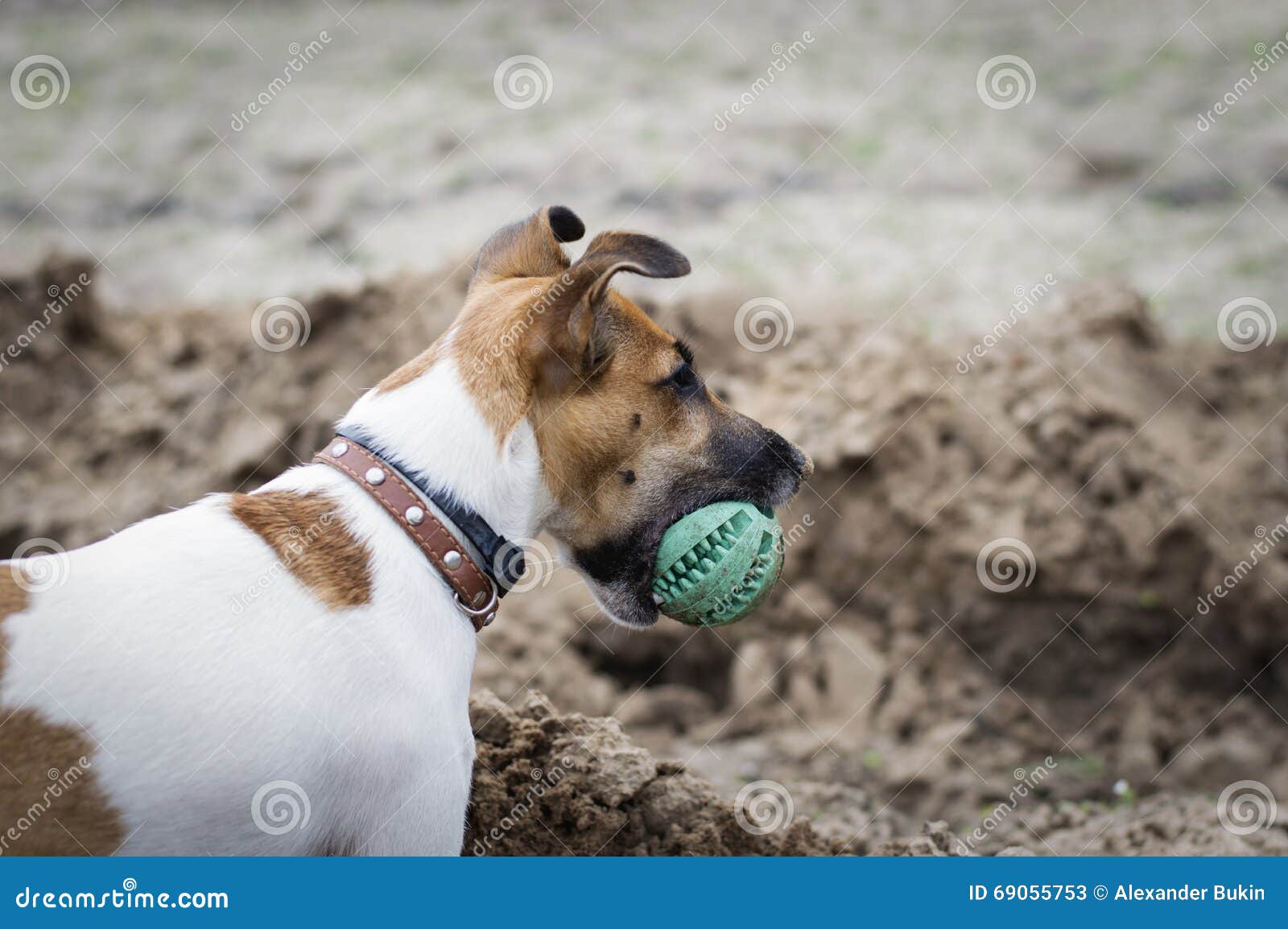 Fox Terrier Dog Plays with the Ball Stock Image - Image of pedigree ...