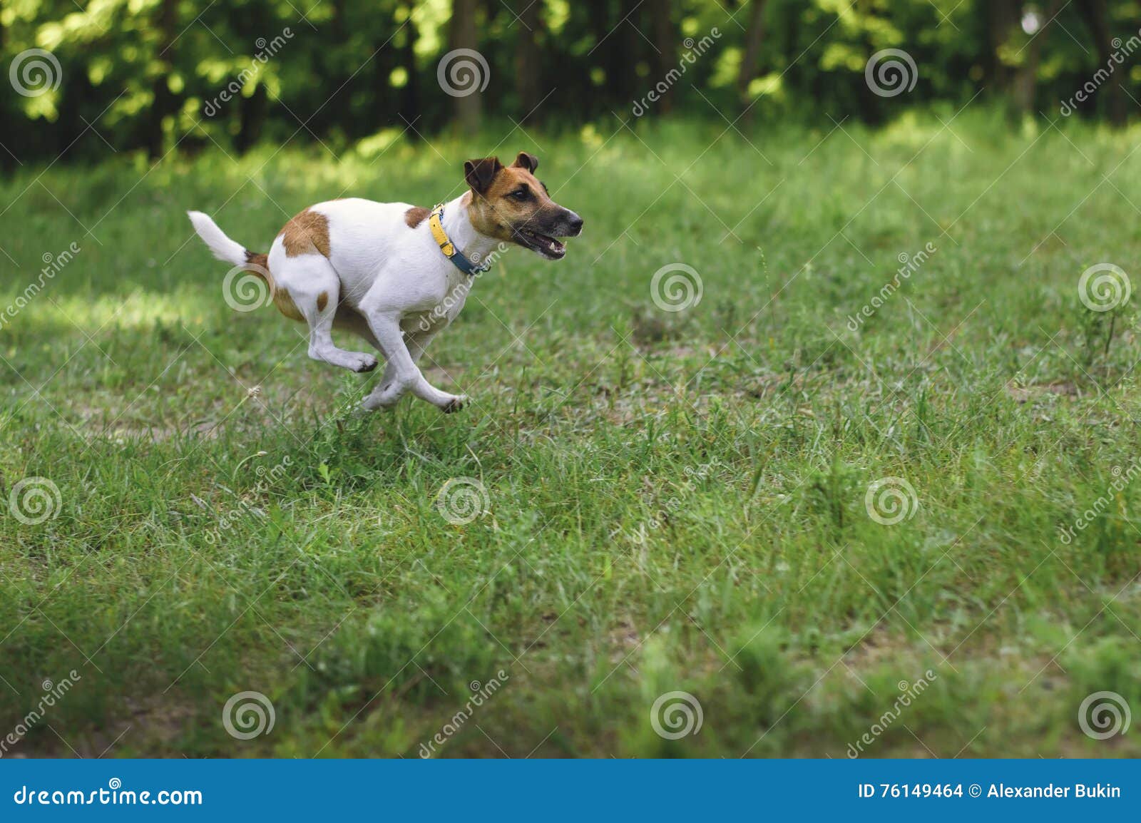 Fox Terrier Dog Runs on a Green Valley in the Summer Stock Photo ...