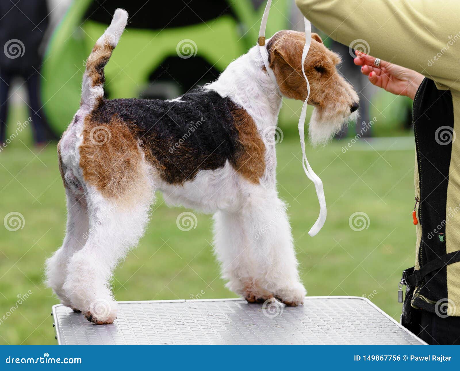 Fox Terrier at the Dog Show. Stock Photo - Image of square, green ...