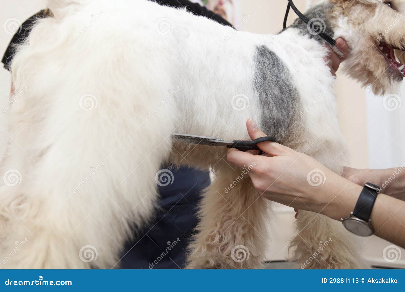 Fox Terrier Getting His Hair Cut Stock Image - Image of mini, purebred ...