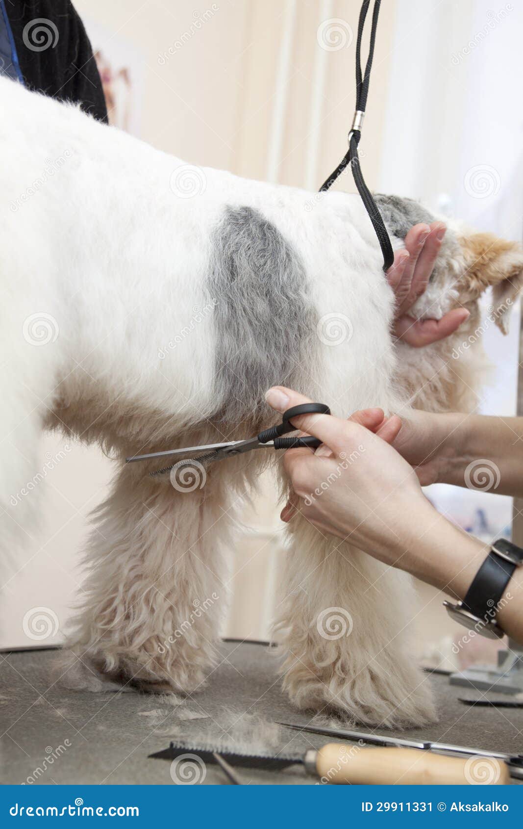 Fox Terrier Getting His Hair Cut Stock Image - Image of coif, glamour ...
