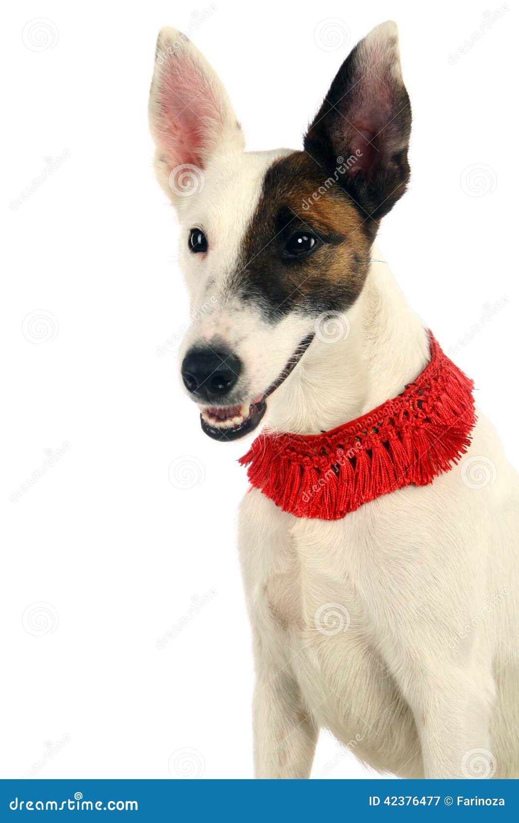 Fox Terrier Liso-cabelludo Blanco En Blanco Imagen de archivo - Imagen ...