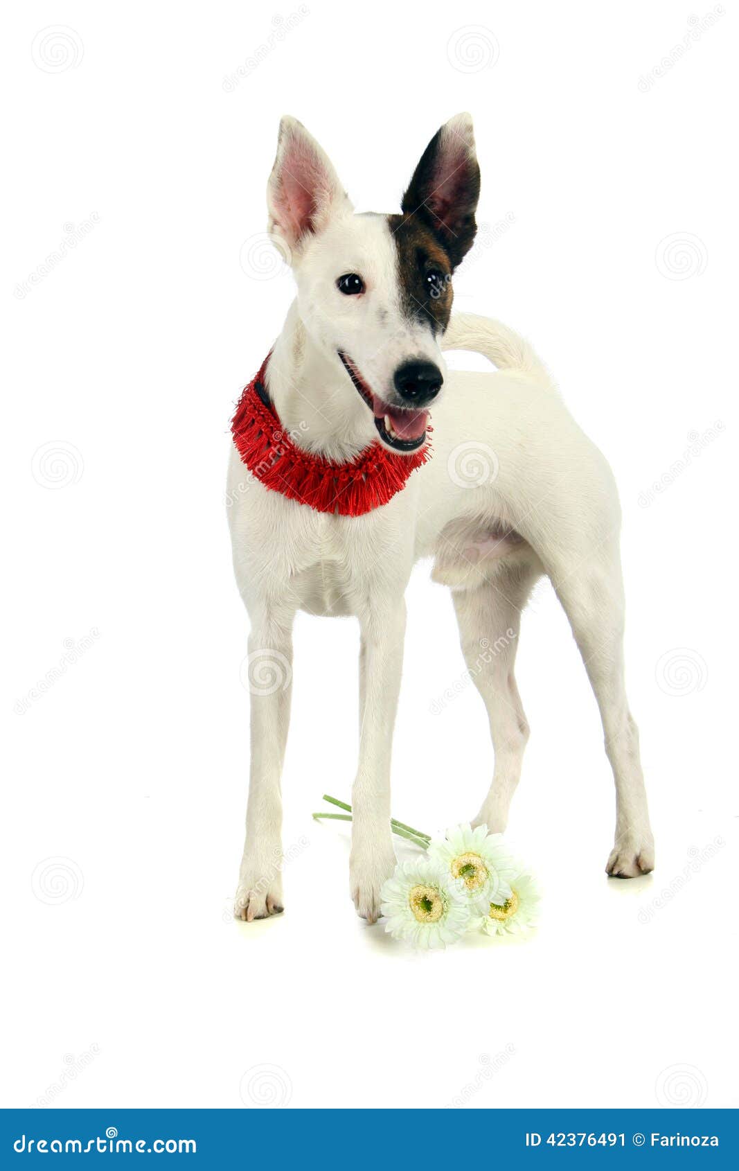 Fox Terrier Liso-cabelludo Blanco En Blanco Imagen de archivo - Imagen ...