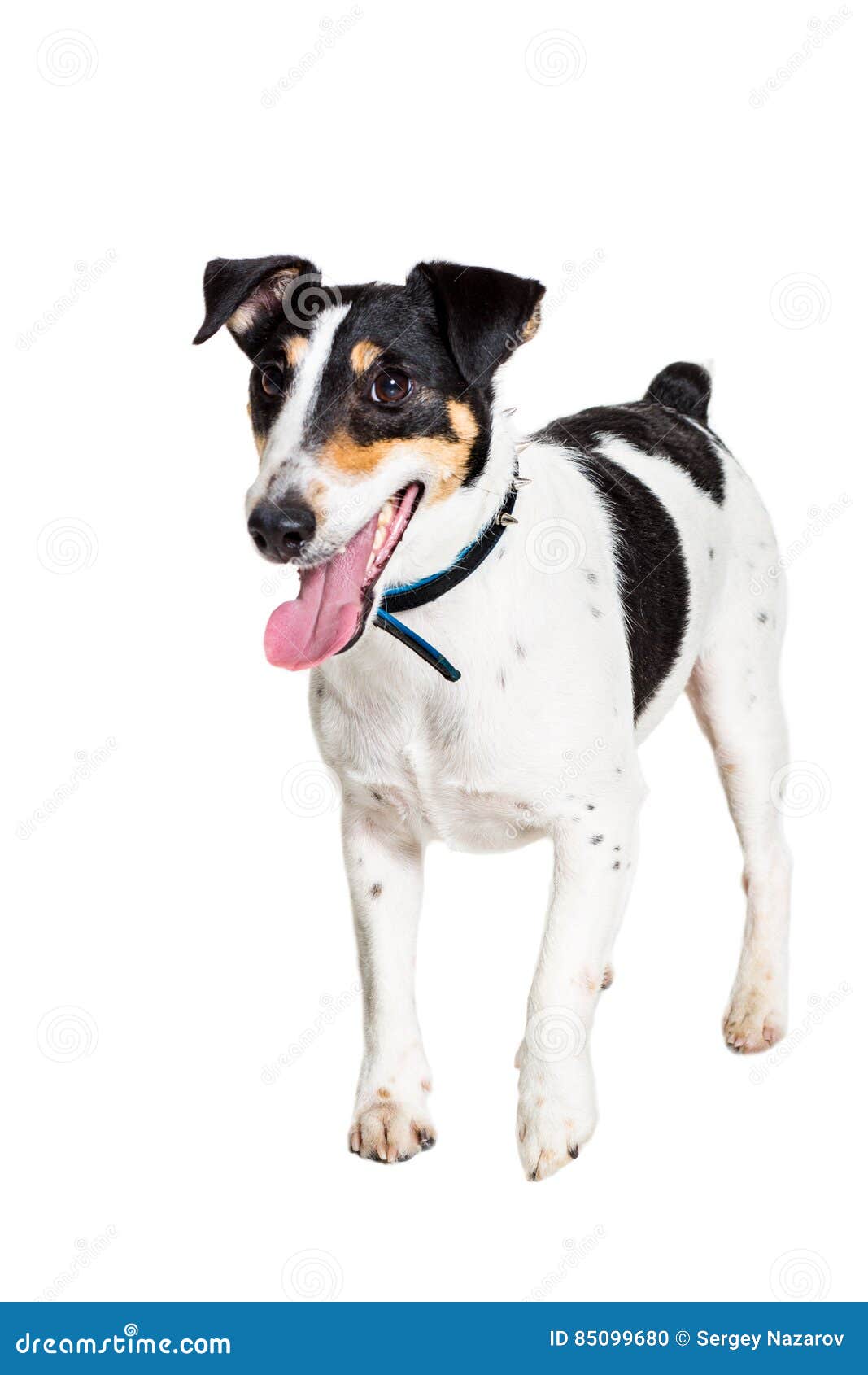 Fox Terrier Posing in Studio on White Background. Isolated Stock Photo ...