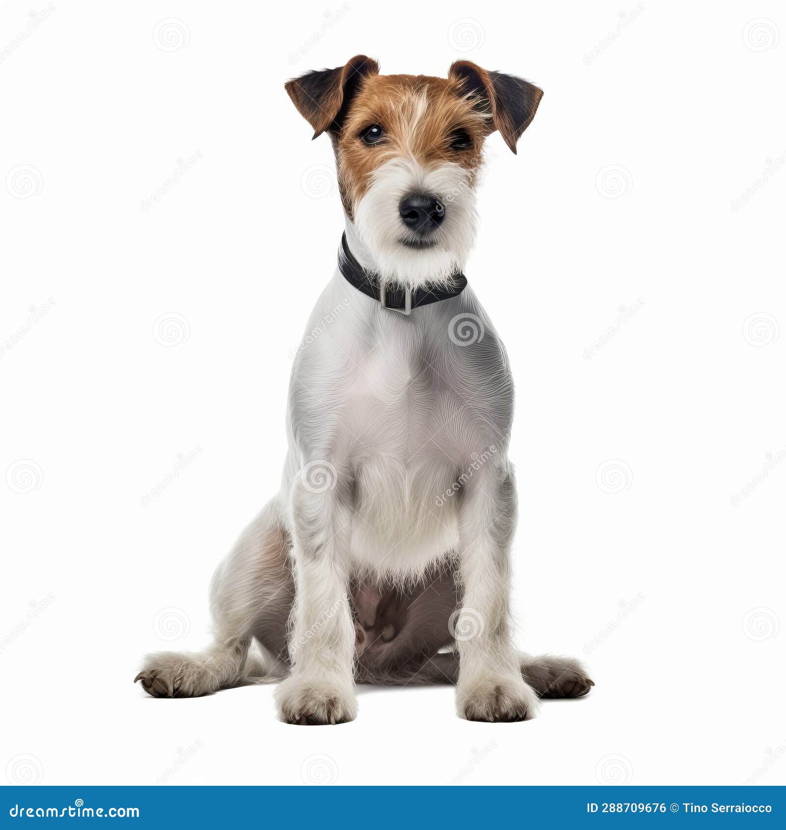 Fox Terrier Sitting Full Body Facing Forward Clear White Background ...