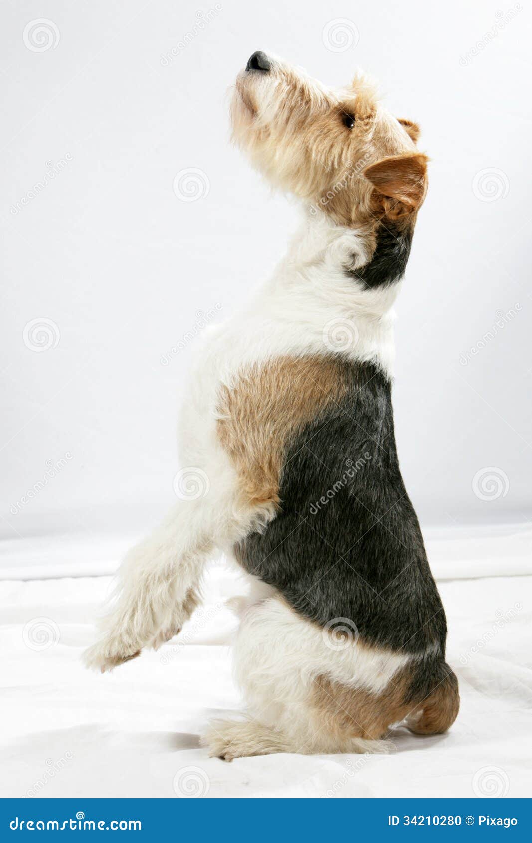 Fat Fox Terrier Sitting Stock Photos - Free & Royalty-Free Stock Photos ...