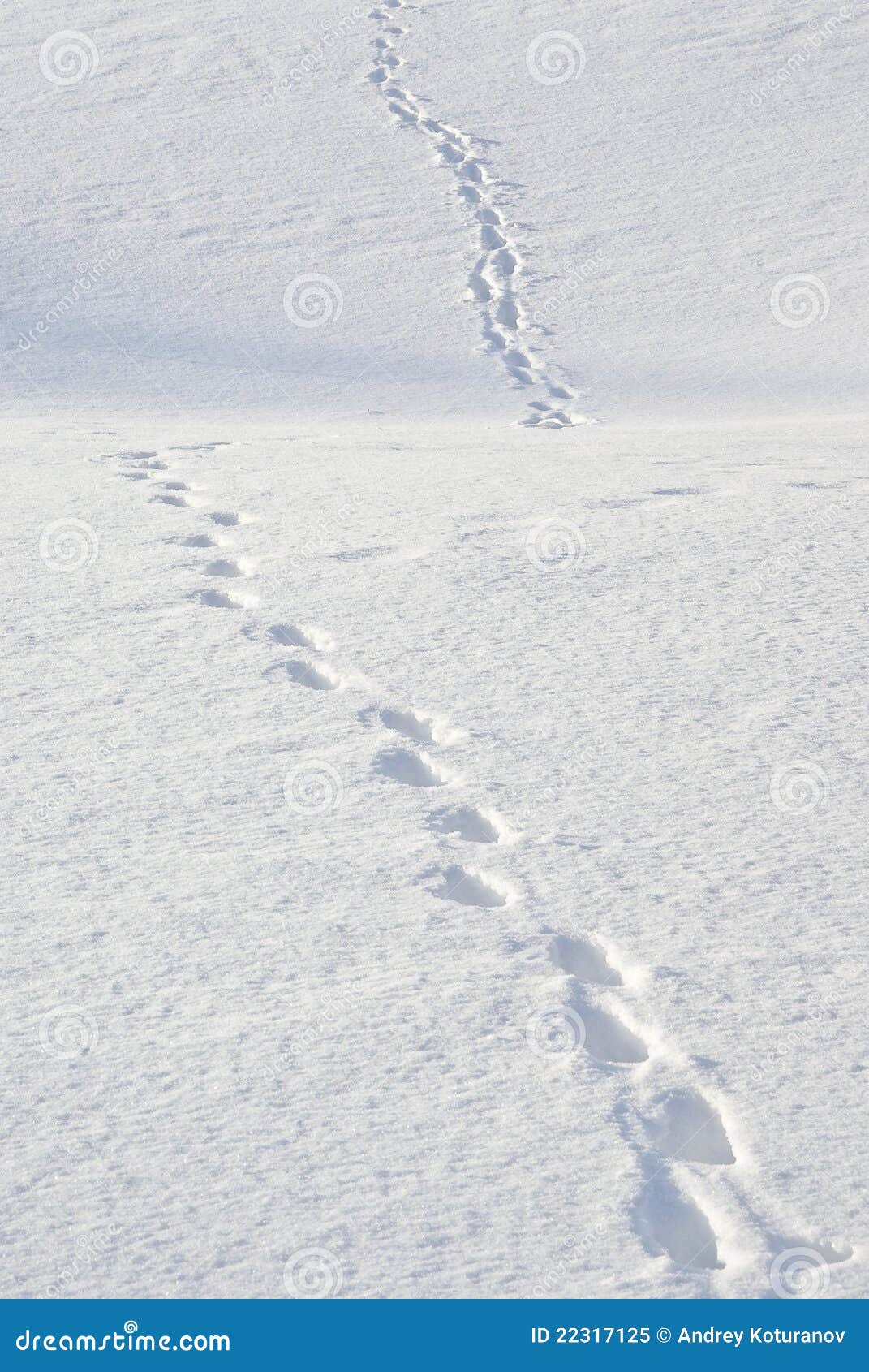 Fox trace stock image. Image of white, outdoor, textured - 22317125