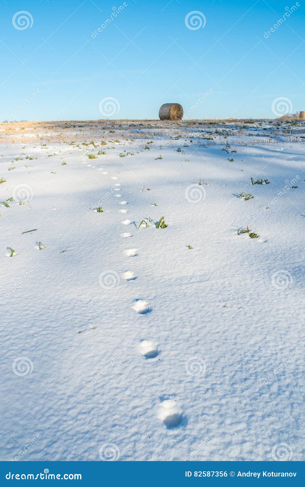 Fox trace stock photo. Image of chill, haystack, winter - 82587356