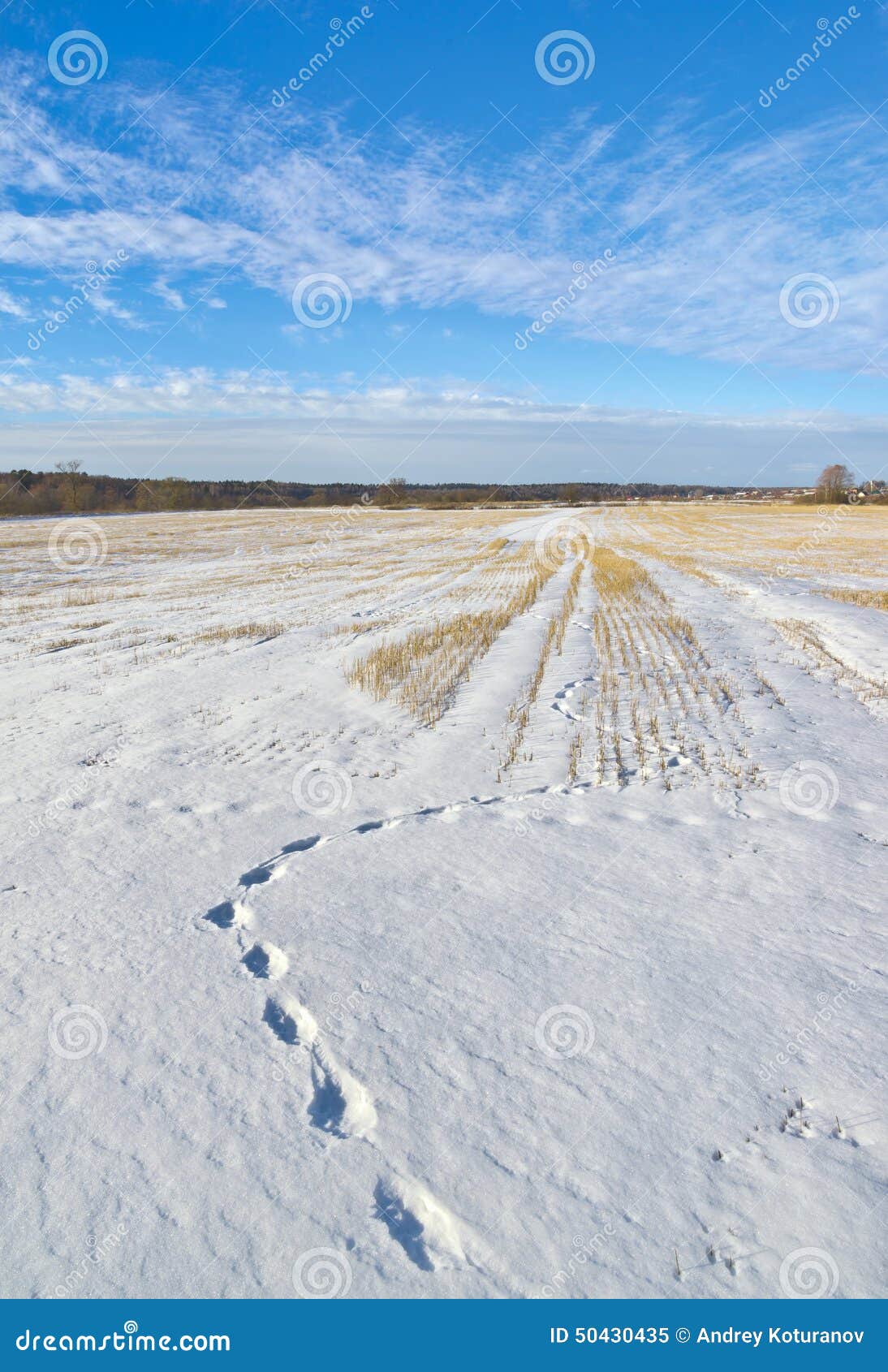 Fox trace. stock image. Image of frosty, russia, land - 50430435