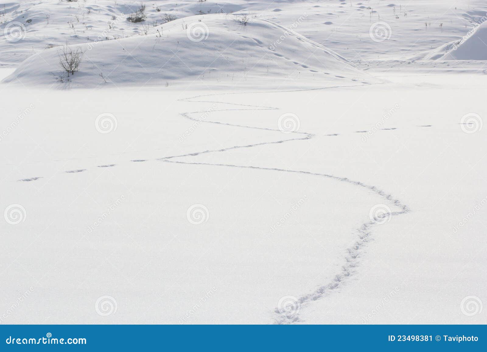 Red Fox Animal Tracks Stock Photos - Free & Royalty-Free Stock Photos ...