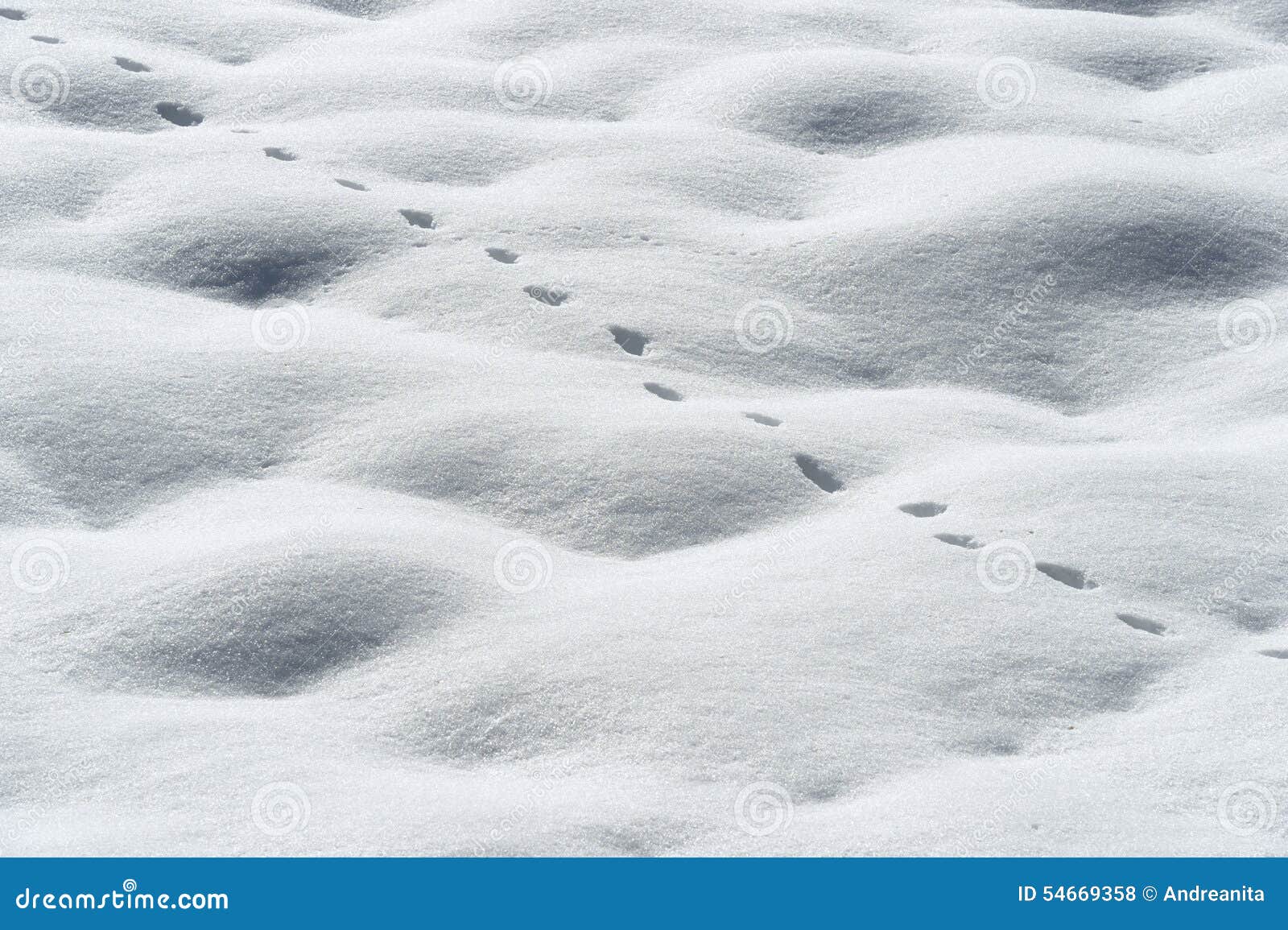 Fox trail in snow stock photo. Image of nighttime, morning - 54669358